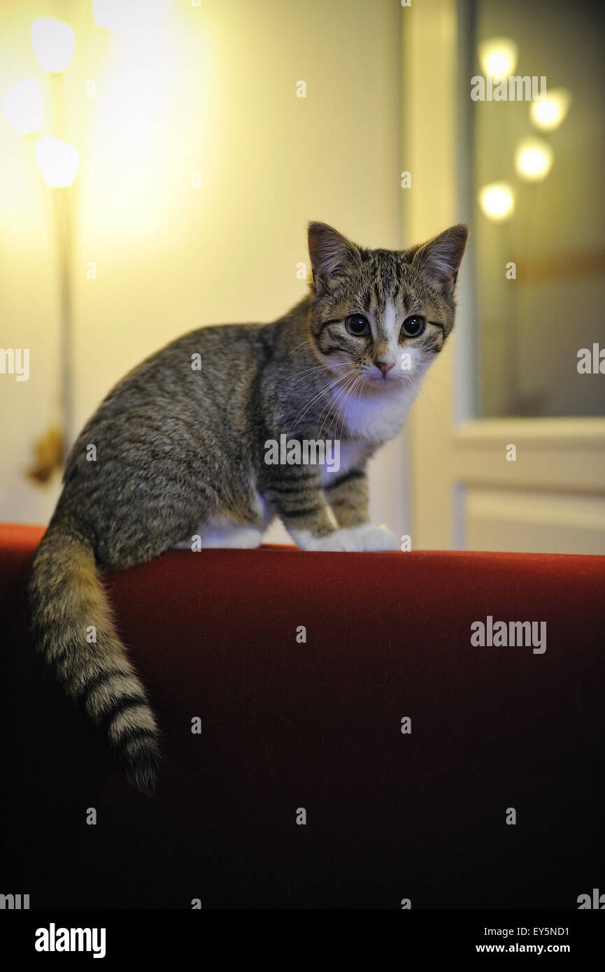 Kitten and reflection of light Stock Photo - Alamy