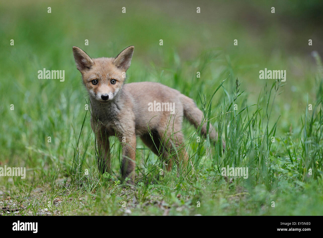 Young Red Fox in the grass - France Dombes Stock Photo - Alamy