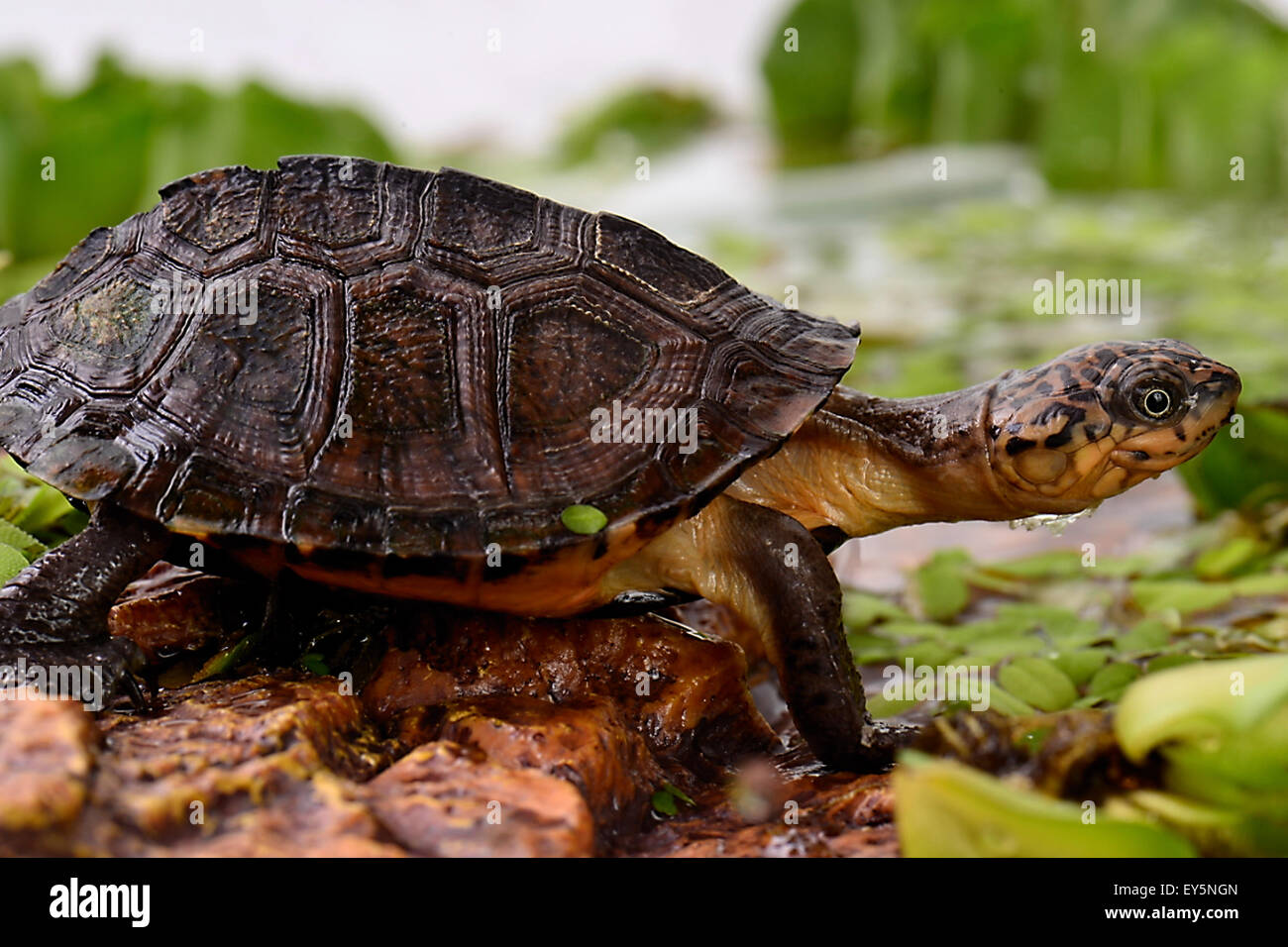 Park Turtles 'A Cupulatta' Stock Photo - Alamy