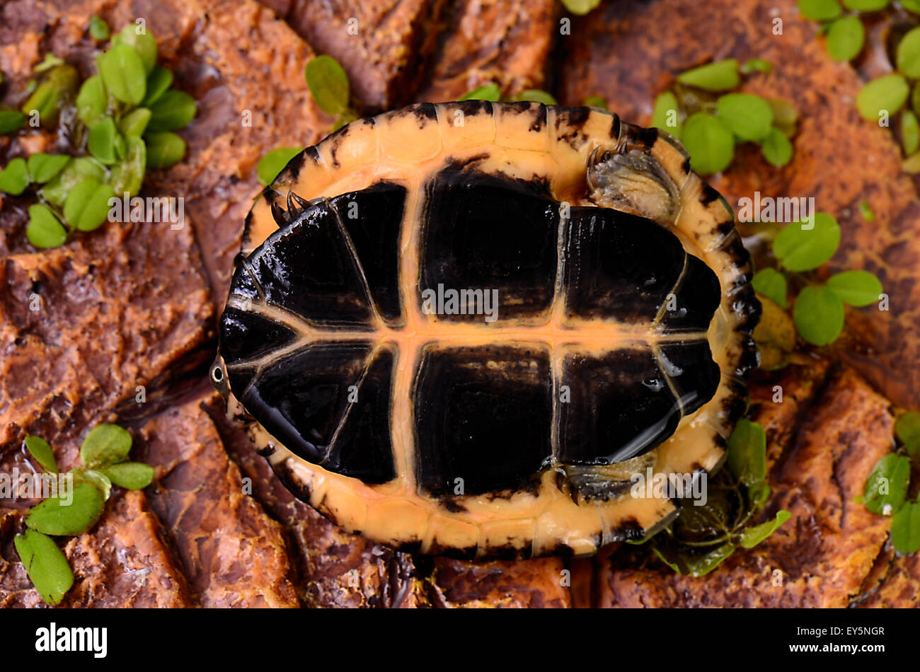 Pelusios niger hi-res stock photography and images - Alamy