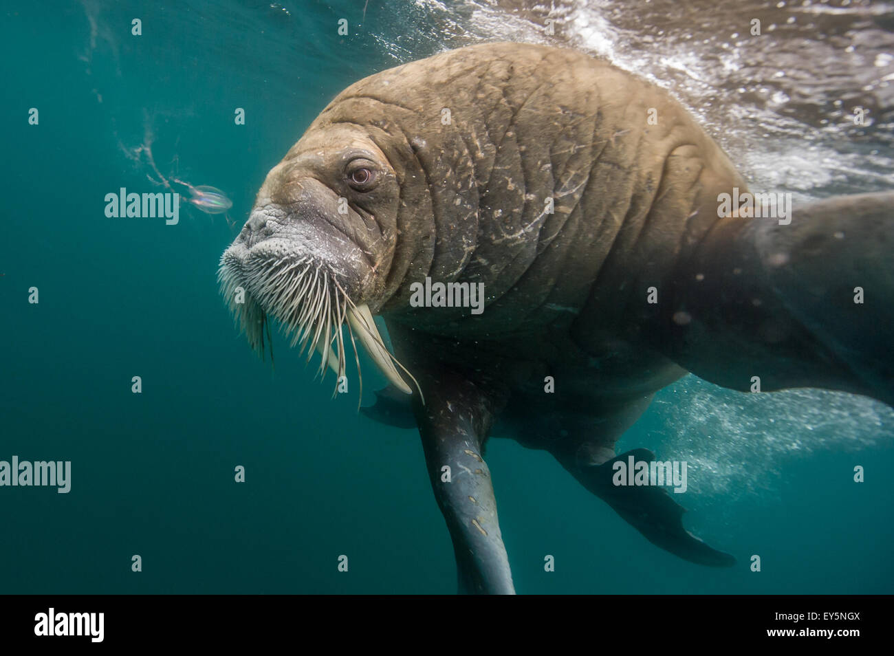 Walrus swimming under the surface - Arctic Ocean Stock Photo - Alamy