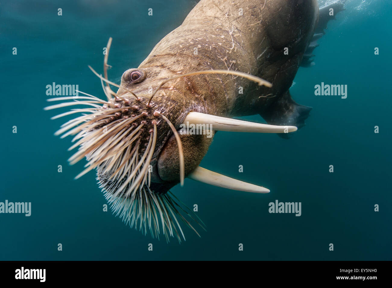 Portrait of Walrus swimming underwater - Arctic Ocean Stock Photo - Alamy