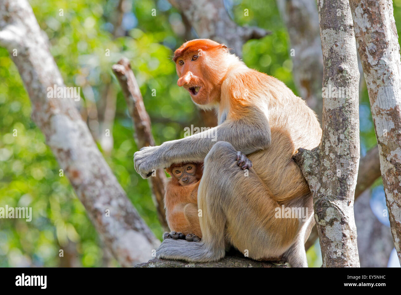Proboscis Monkey and young - Labuk Bay Sabah Borneo Malaysia Stock ...