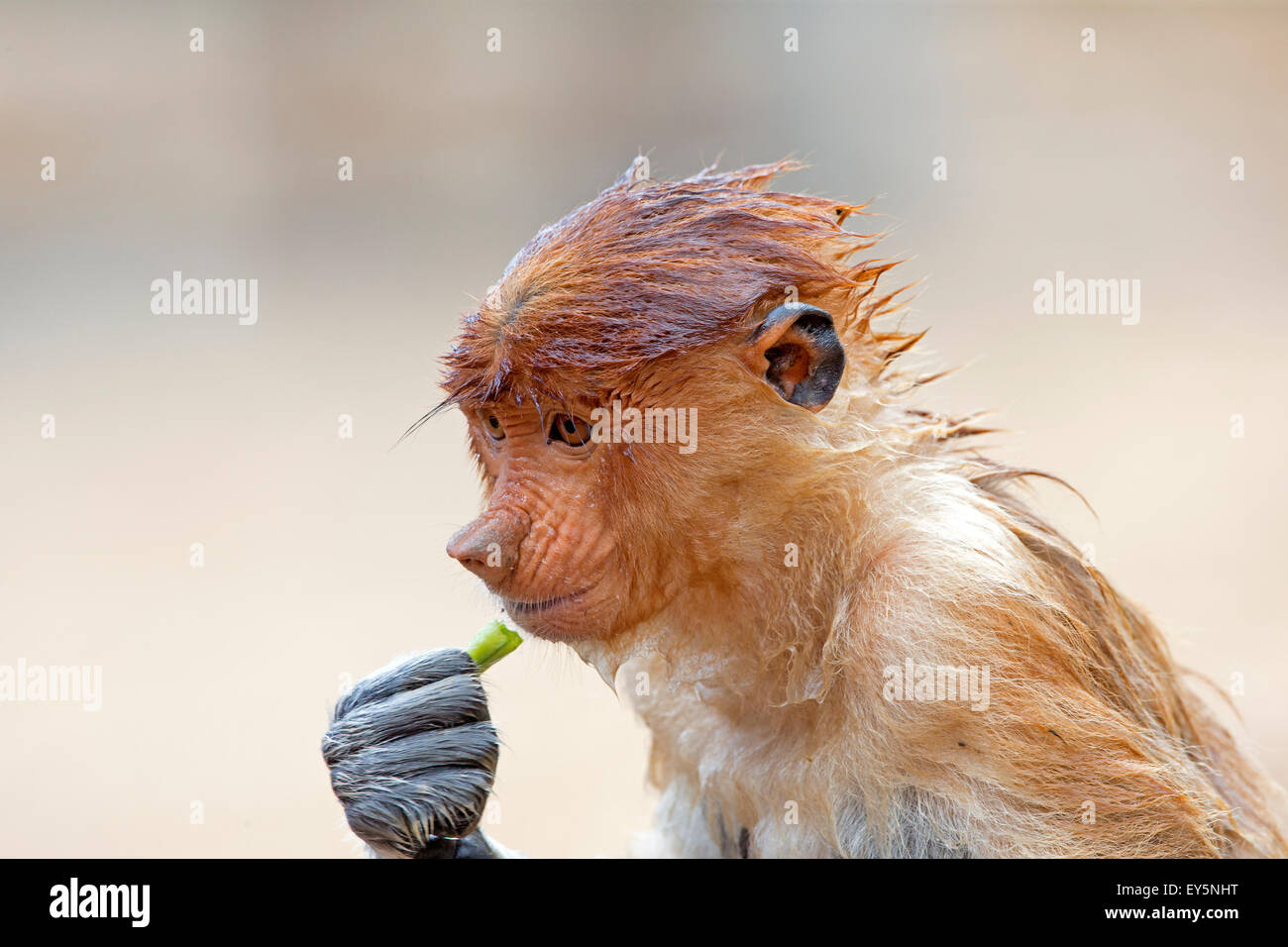 Proboscis Monkey wet - Labuk Bay Sabah Borneo Malaysia Stock Photo - Alamy