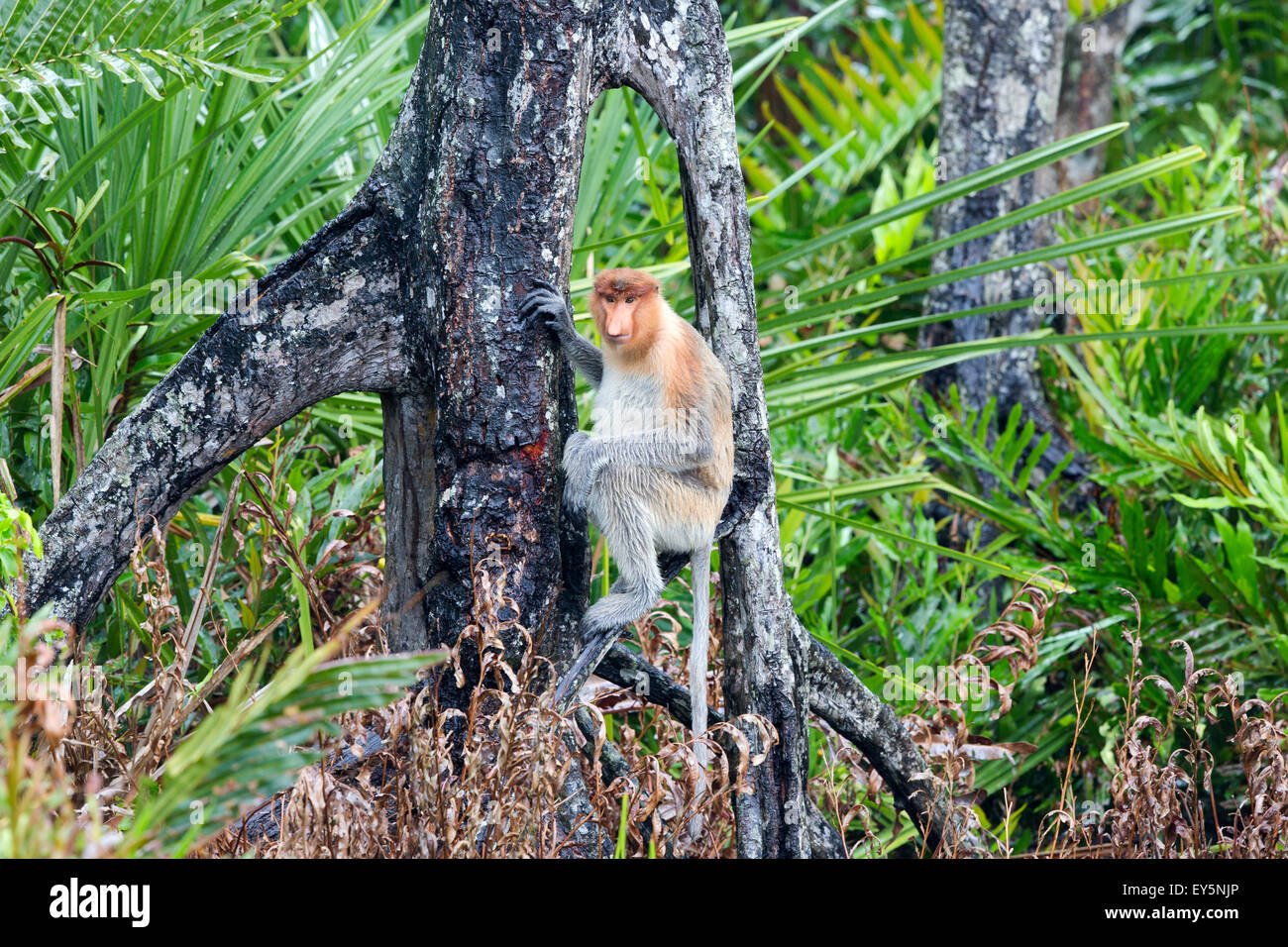 Proboscis Monkey on a branch-Labuk Bay Sabah Borneo Malaysia Stock ...