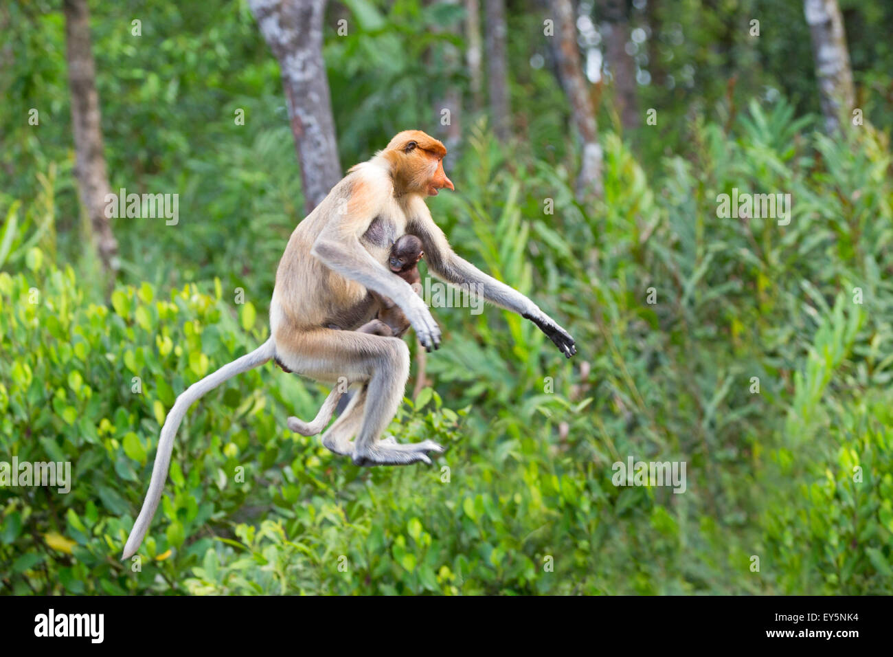 Proboscis Monkey leaping - Labuk Bay Sabah Borneo Malaysia Stock Photo ...