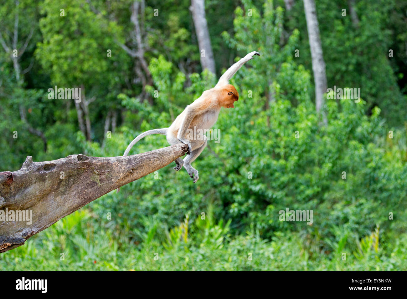Proboscis Monkey jumping - Labuk Bay Sabah Borneo Malaysia Stock Photo ...