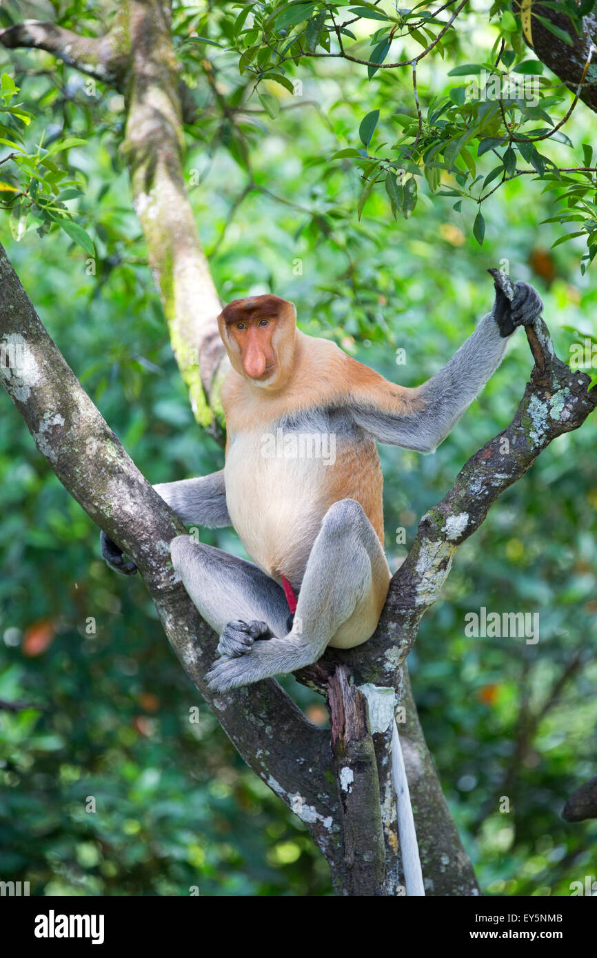 Proboscis Monkey on branch - Labuk Bay Sabah Borneo Malaysia Male head ...
