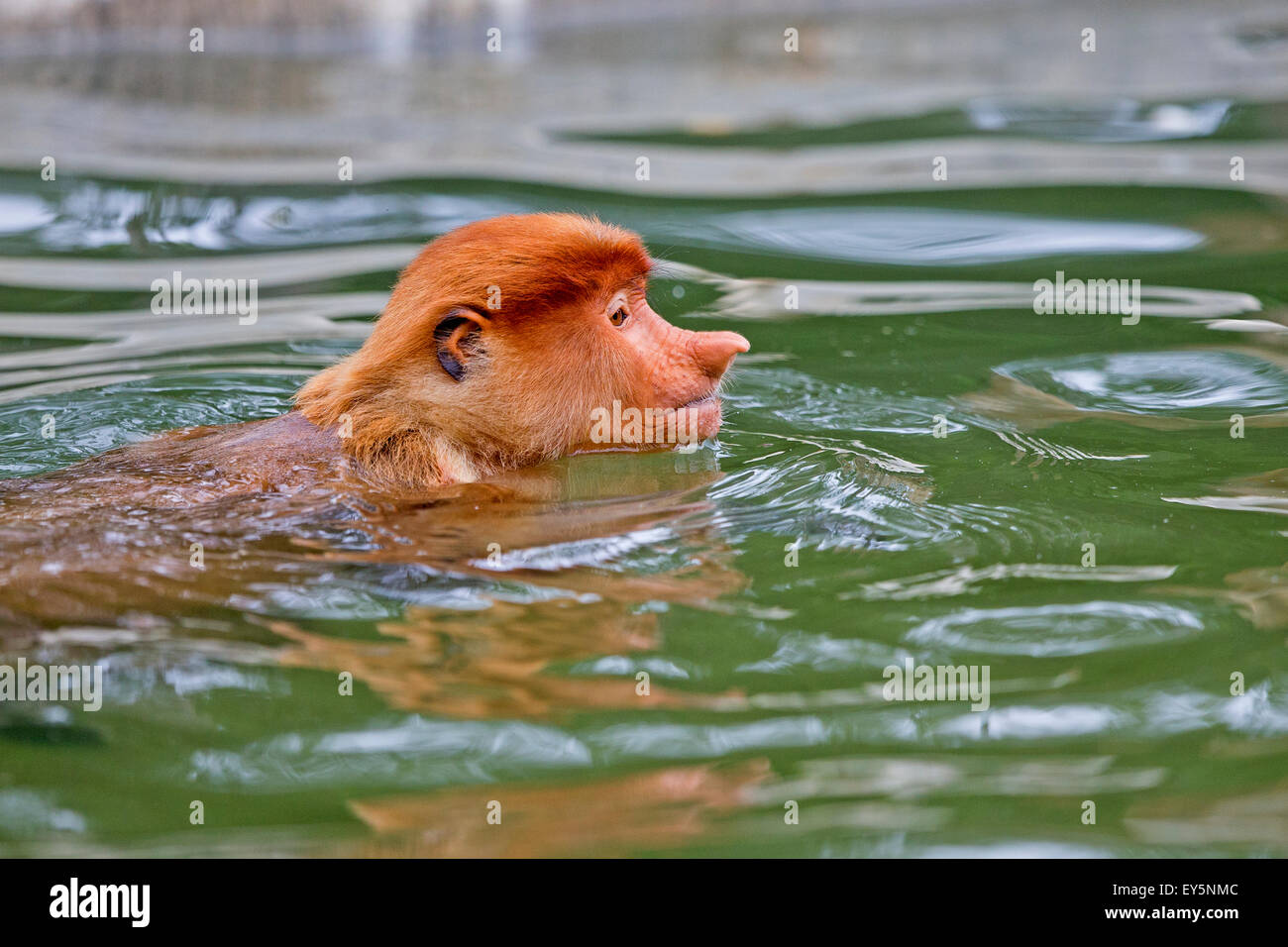 Proboscis Monkey bathing - Labuk Bay Sabah Borneo Malaysia Stock Photo ...