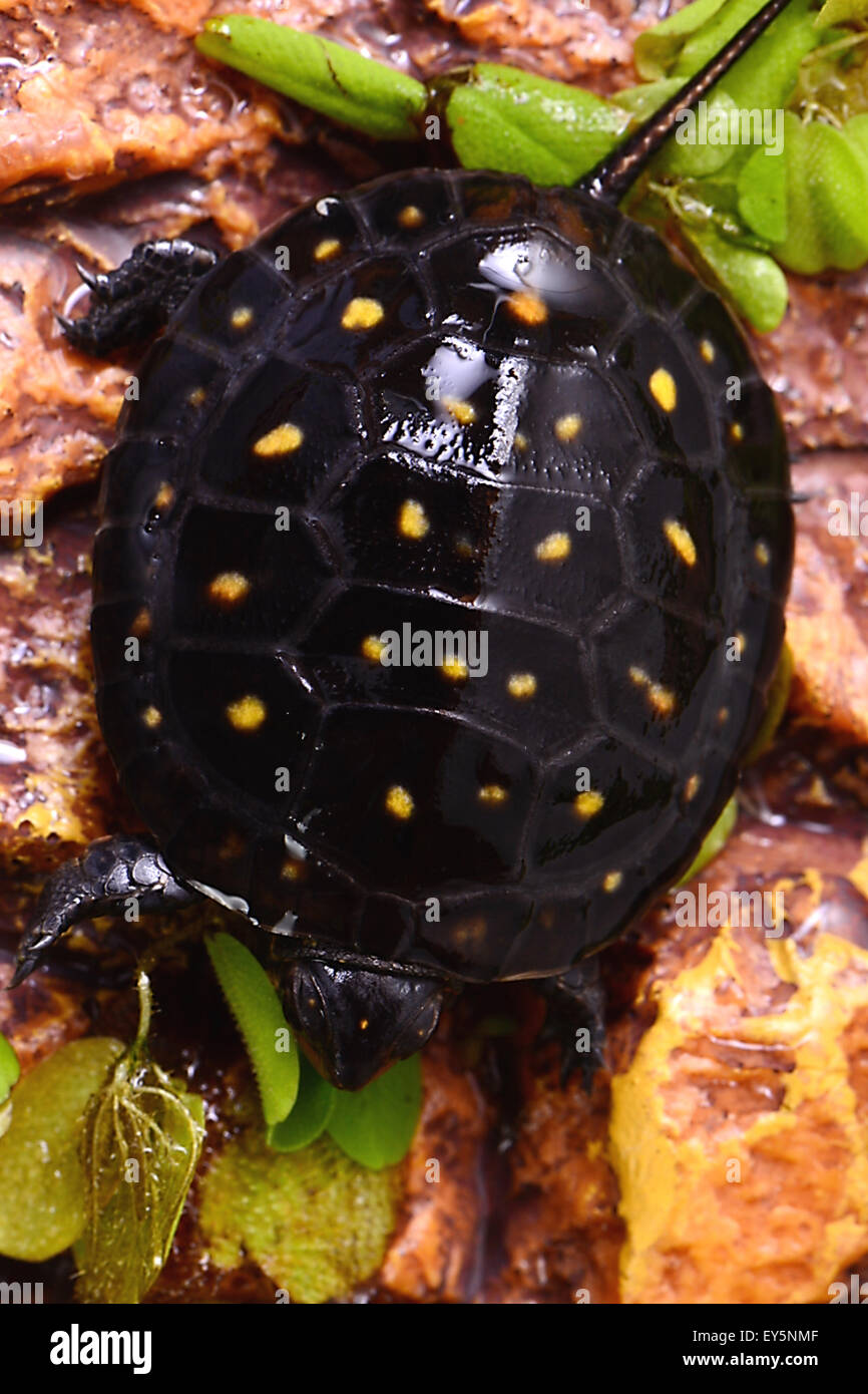 Park Turtles 'A Cupulatta Stock Photo - Alamy