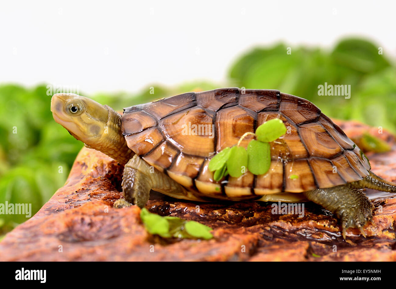Park Turtles 'A Cupulatta Stock Photo - Alamy