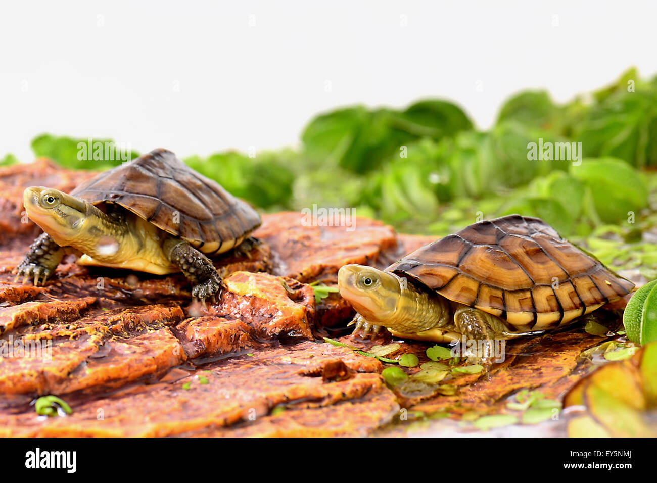Park Turtles 'A Cupulatta Stock Photo - Alamy