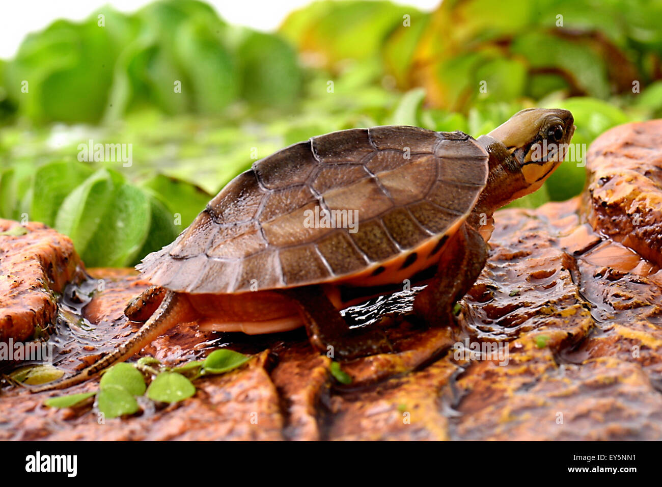 Park Turtles 'A Cupulatta Stock Photo - Alamy