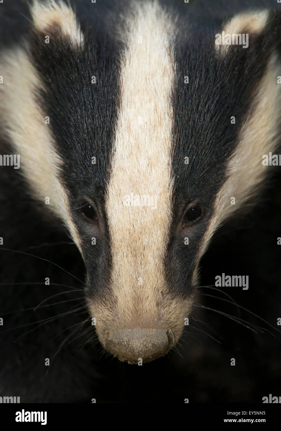 Badger Close Up High Resolution Stock Photography and Images - Alamy