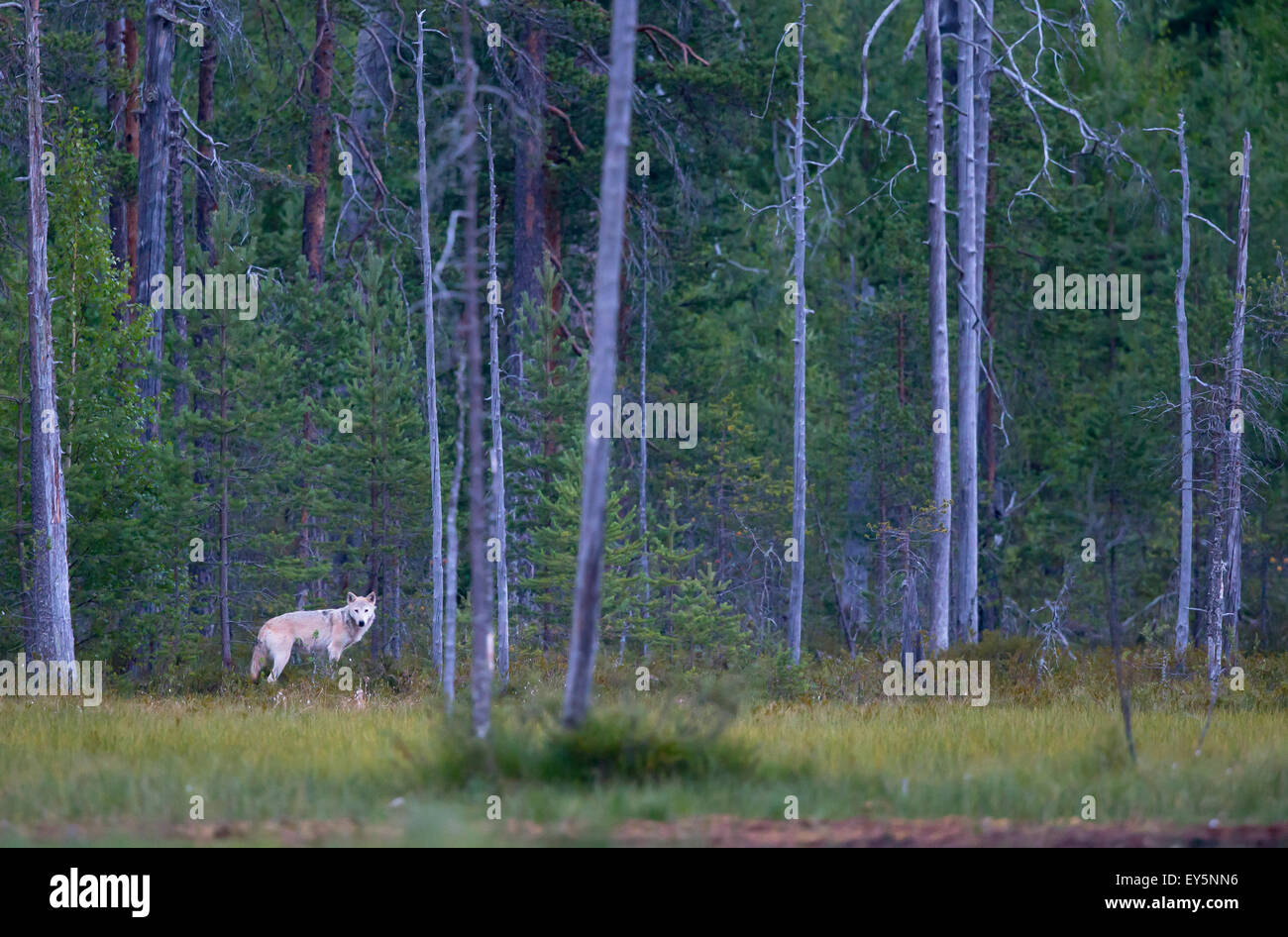 European Grey Wolf in the boreal forest in summer Finland Stock Photo ...