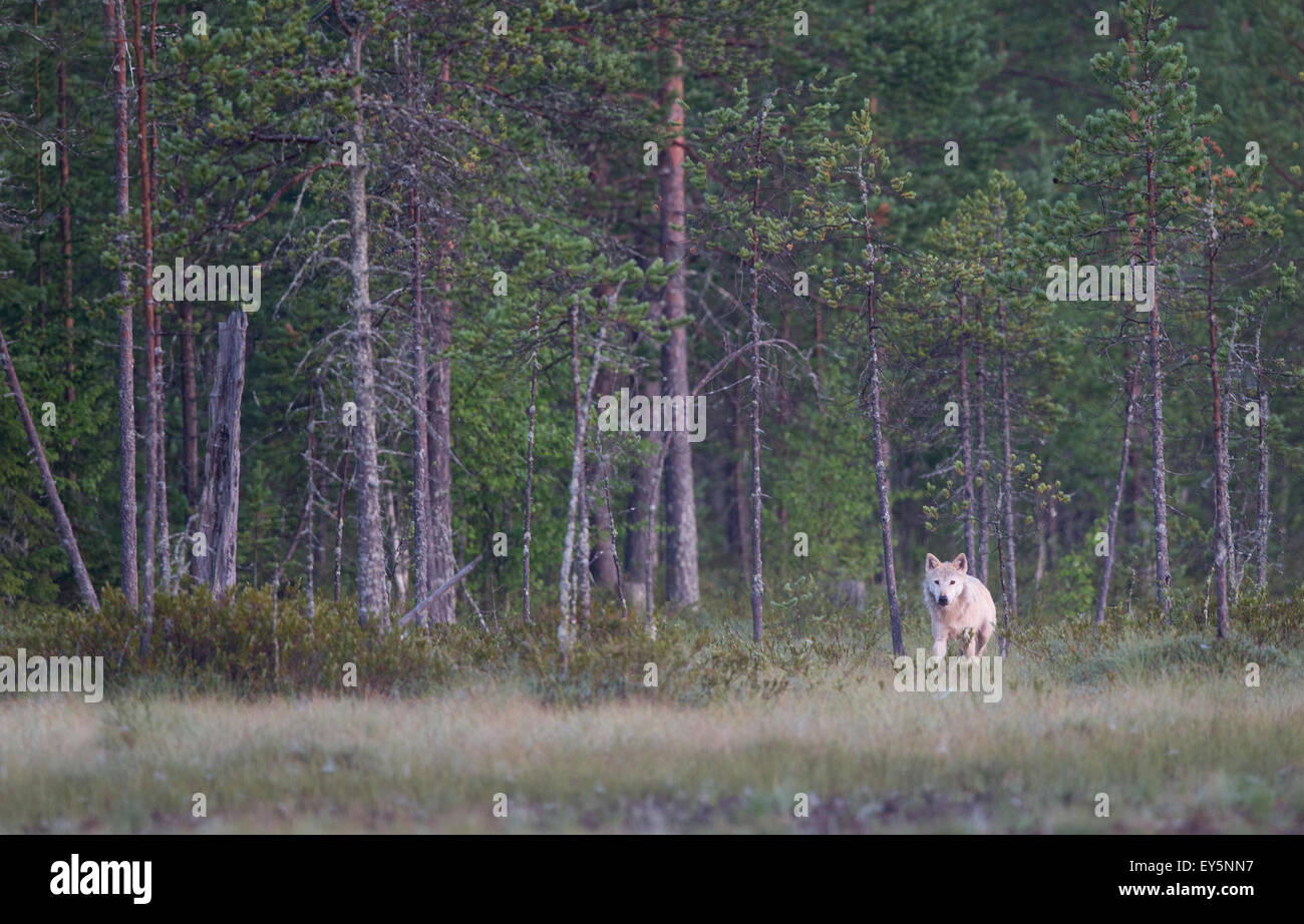 European grey Wolf in the boreal forest in summer Finland Stock Photo ...