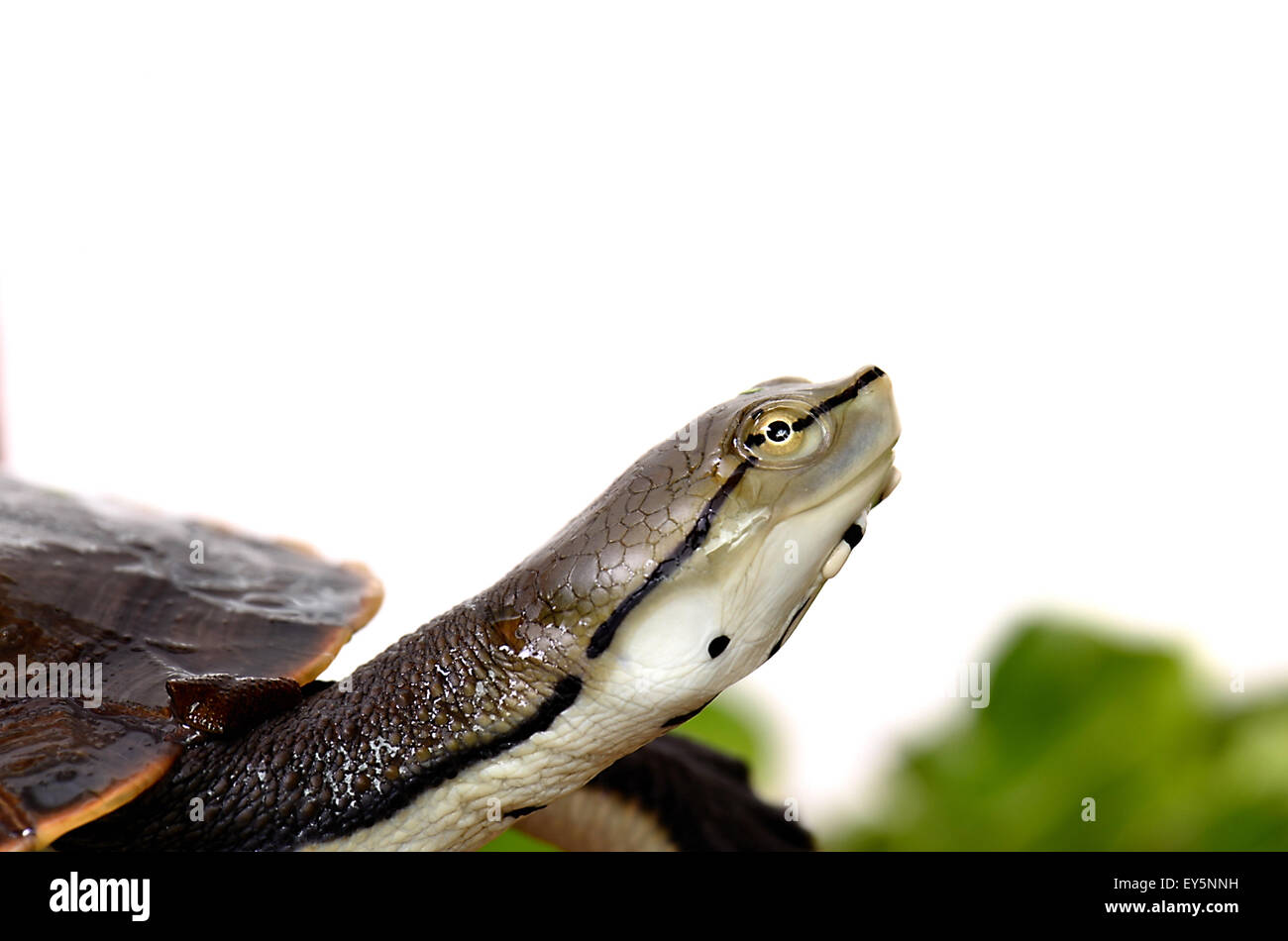 Park Turtles 'A Cupulatta' Stock Photo - Alamy