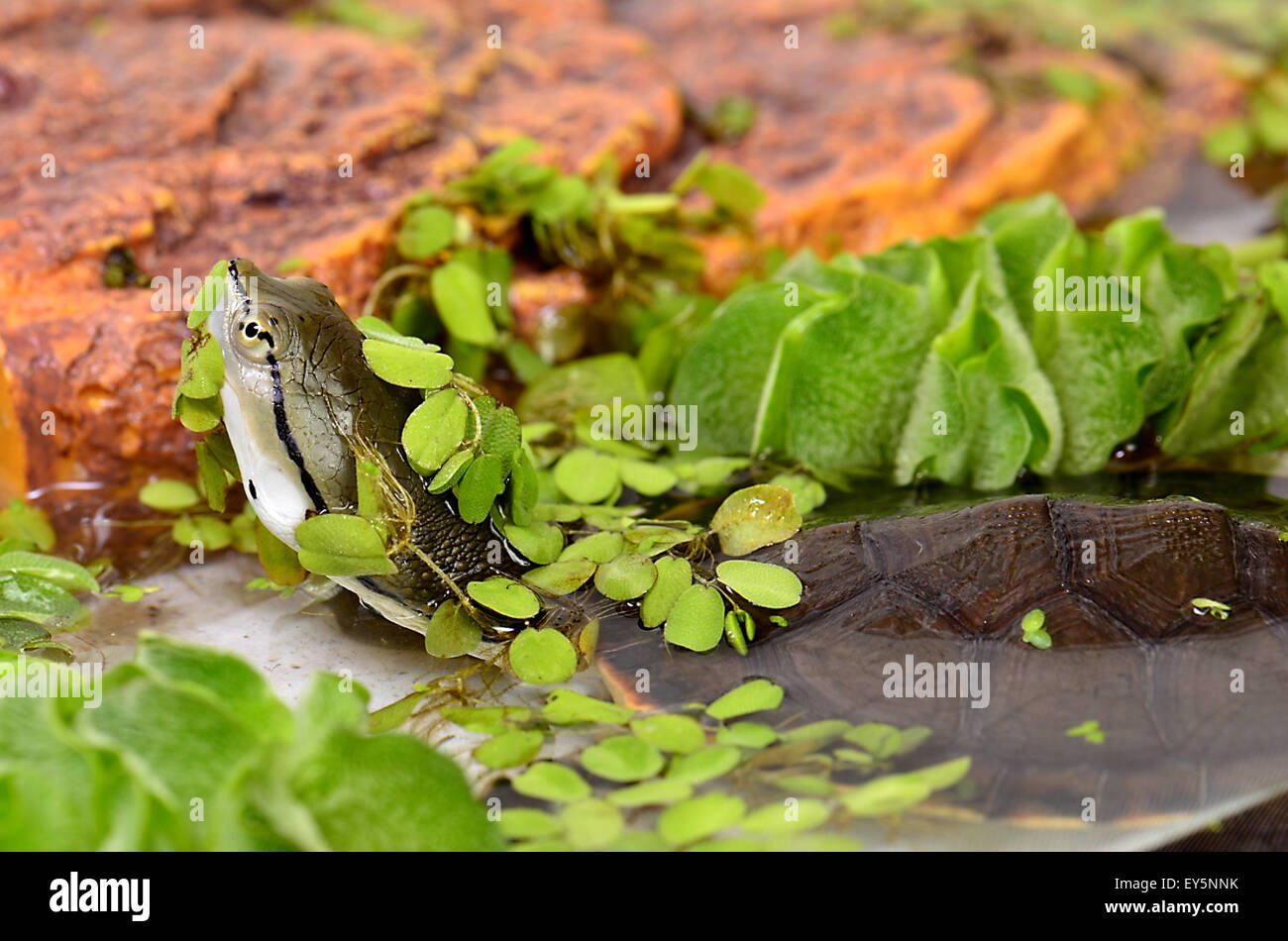 Park Turtles 'A Cupulatta' Stock Photo - Alamy