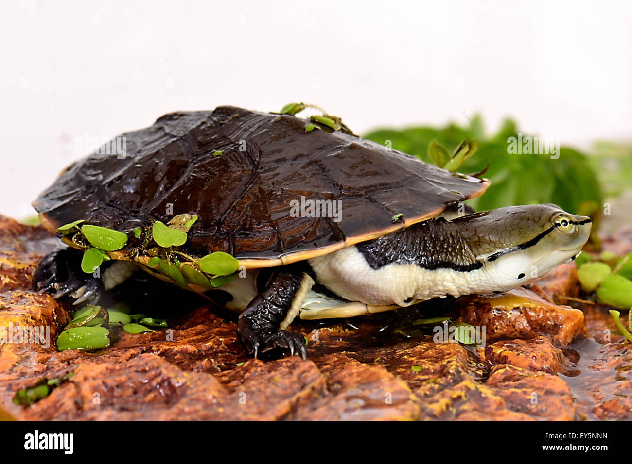 Toad headed turtle High Resolution Stock Photography and Images - Alamy