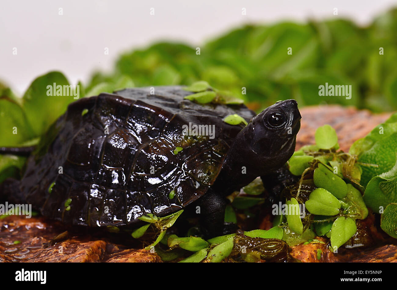 Park Turtles 'A Cupulatta' Stock Photo - Alamy