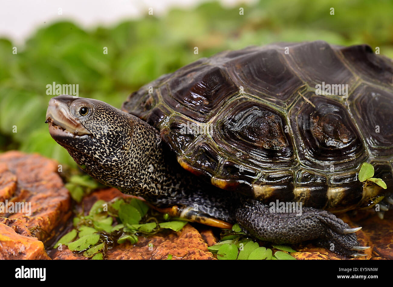 Park Turtles 'A Cupulatta' Stock Photo - Alamy