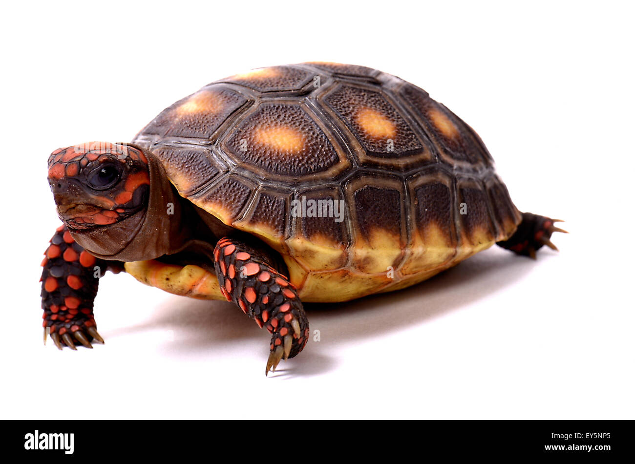 Endangered turtles Cut Out Stock Images & Pictures - Alamy