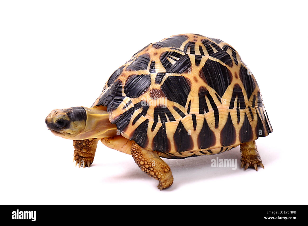 Iucn critically endangered species Cut Out Stock Images & Pictures - Alamy