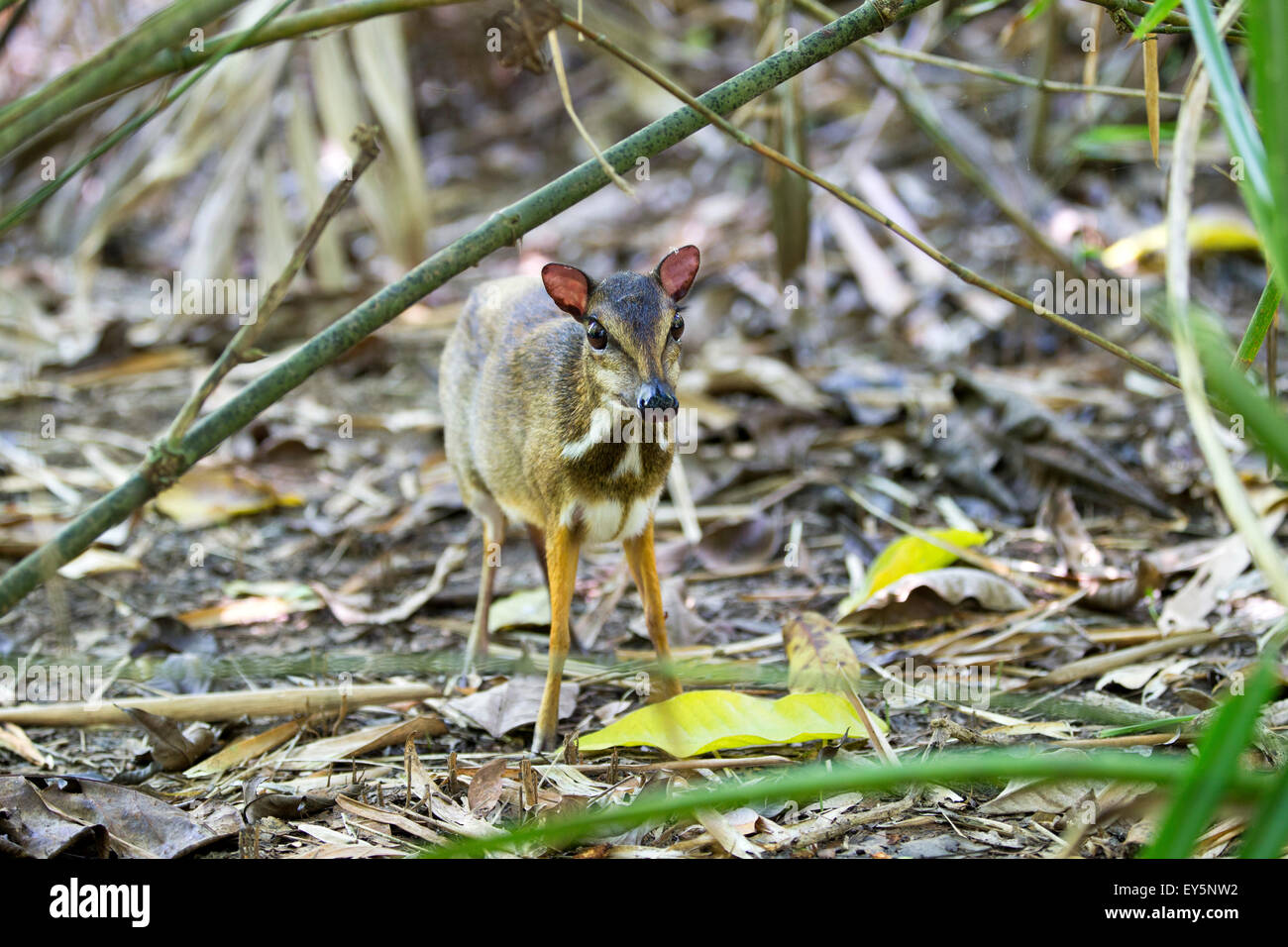 Lesser mouse deer undergrowth - Kinabalu Sabah Malaysia Stock Photo - Alamy