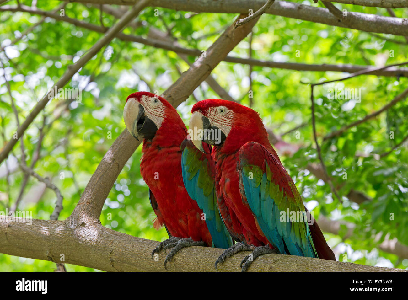 Red-and-green Macaws on a branch - Sepilok Malaysia Stock Photo - Alamy
