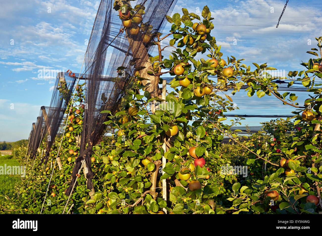 Apple 'Boskoop' in organic orchard - Alsace France Farm fruit ...