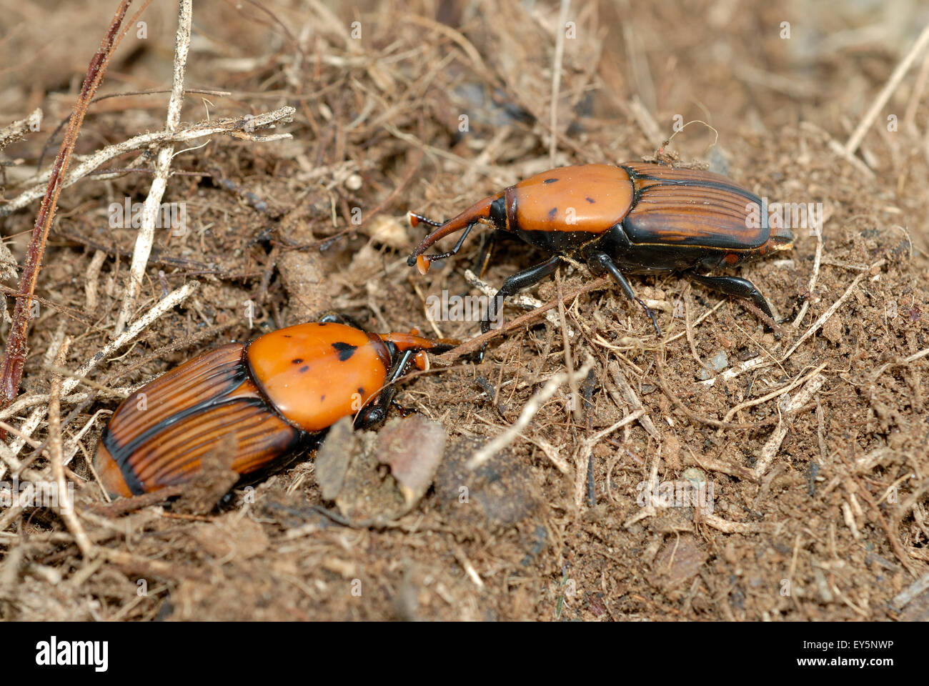 Red palm weevils on ground - Corsica France Stock Photo - Alamy