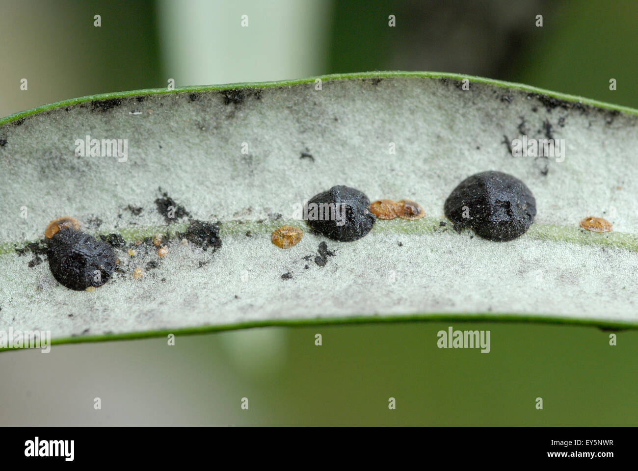 Females and larvae of the Olive Black Scale - Corsica Stock Photo - Alamy