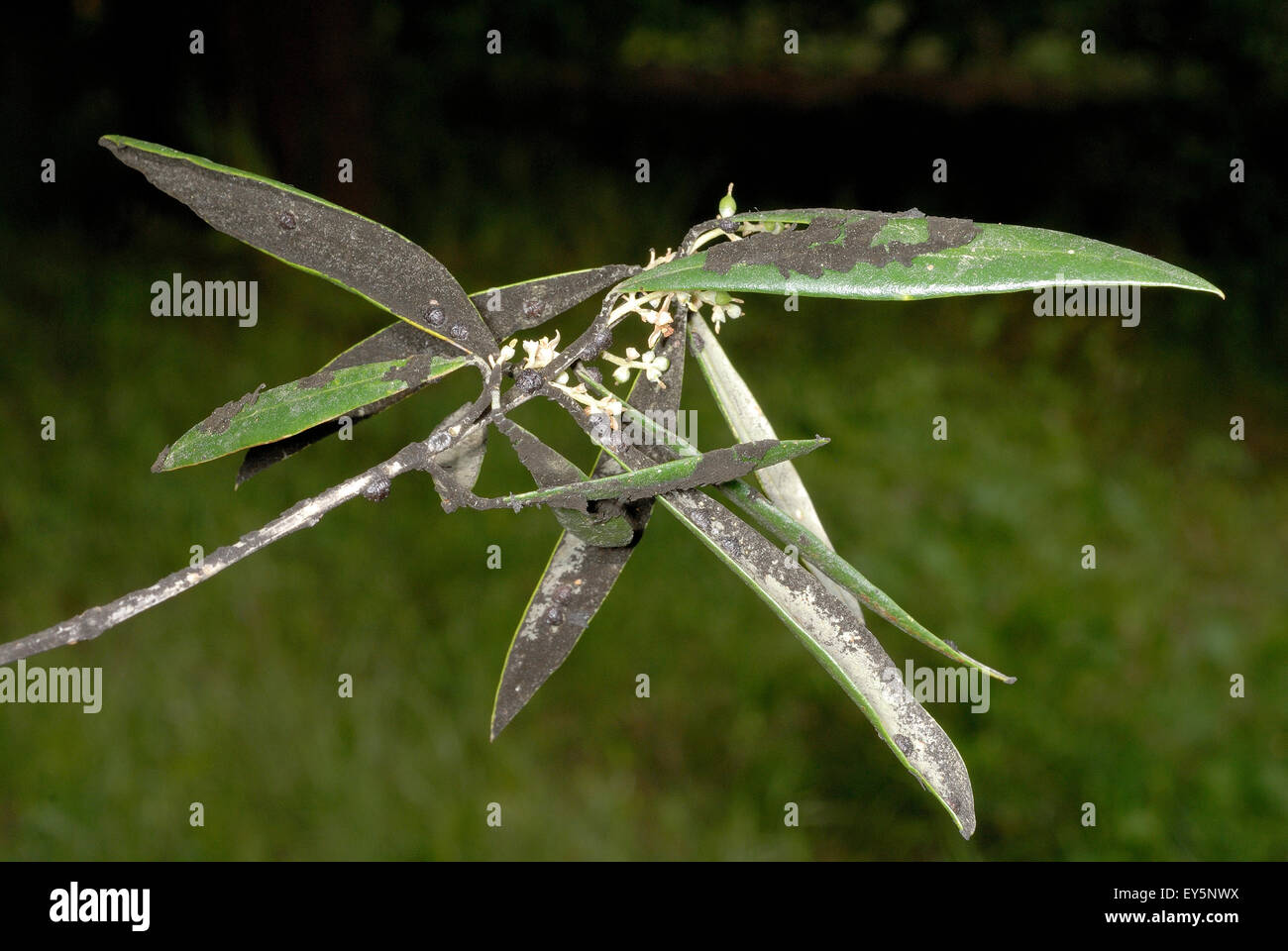 Scale leaf hi-res stock photography and images - Alamy