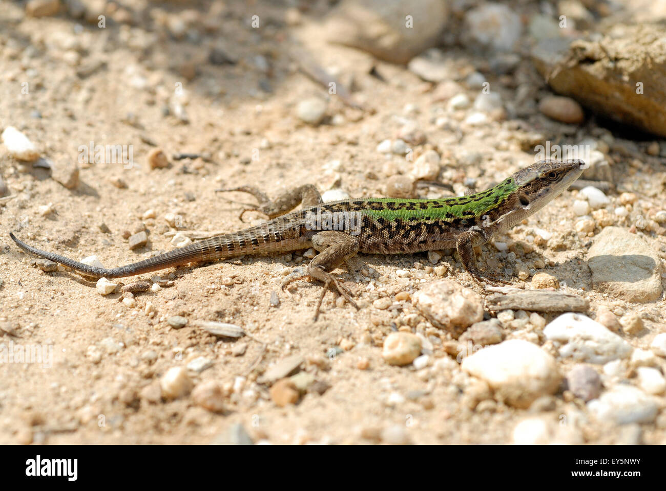Italian wall Lizard on ground - Corsica France Eastern coast of Corsica ...