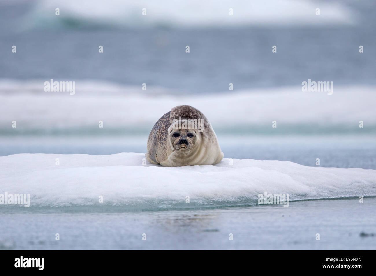 Ringed seal at rest on ice - Barter Island Alaska USA Stock Photo - Alamy