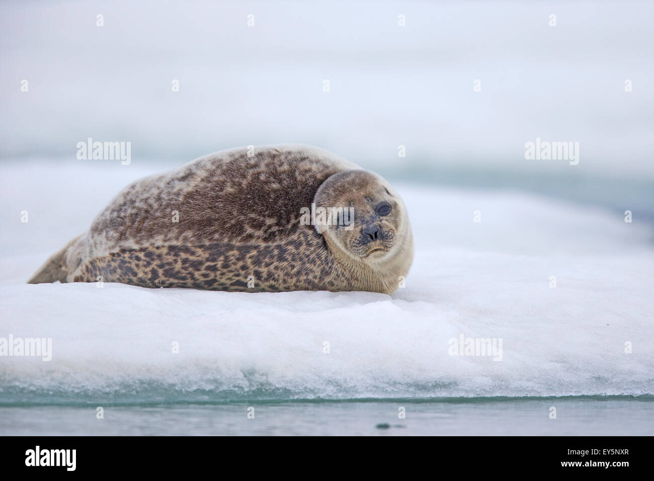 Ringed seal hi-res stock photography and images - Alamy