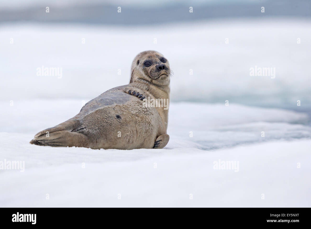 Ringed seal at rest on ice - Barter Island Alaska USA Stock Photo - Alamy