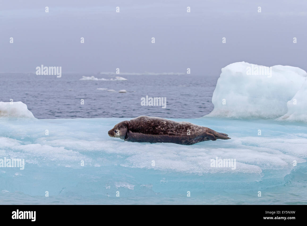 Ringed seal at rest on ice - Barter Island Alaska USA Stock Photo - Alamy