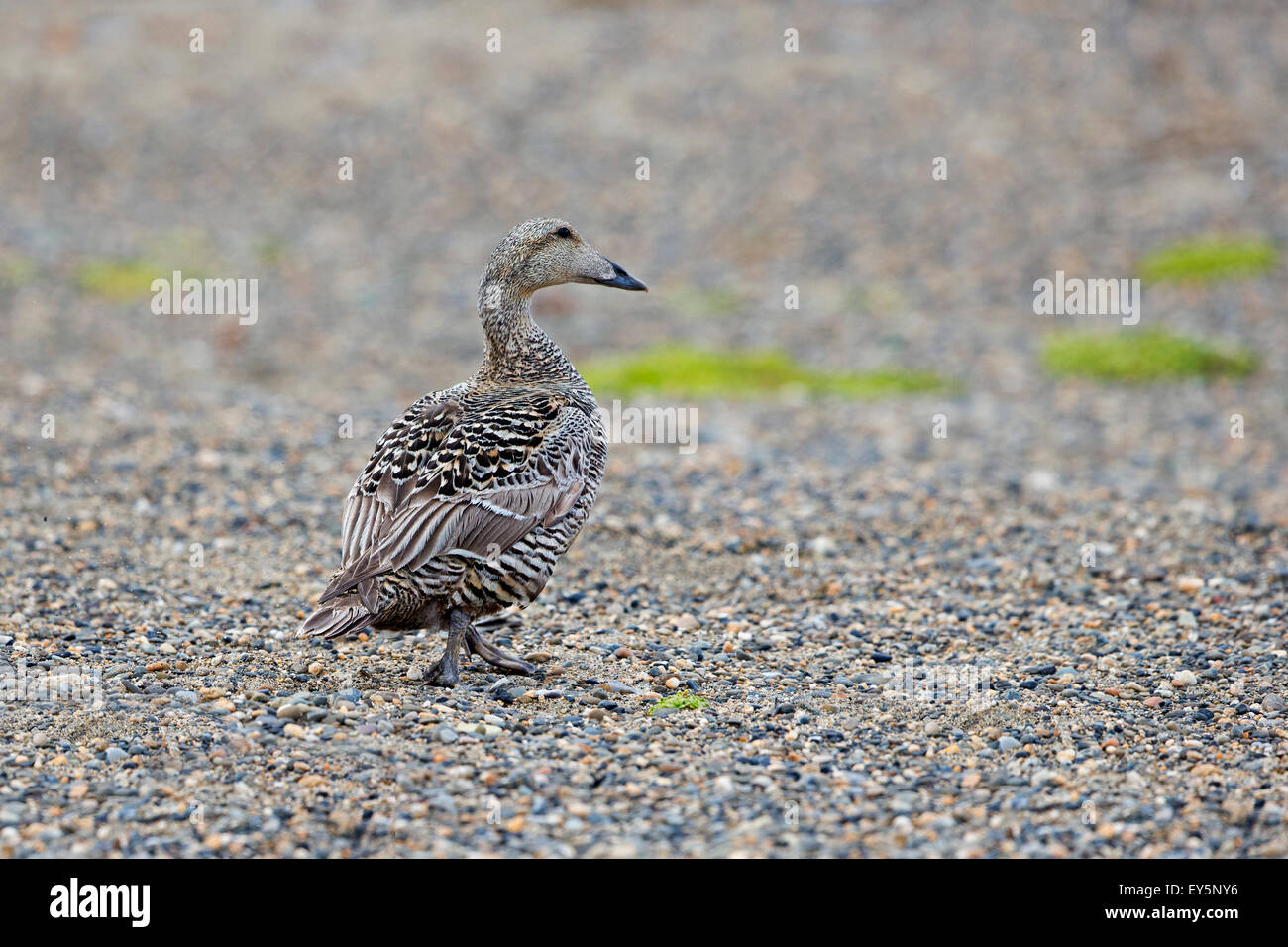 Common eider female on coast - Barter Island Alaska USA Stock Photo - Alamy