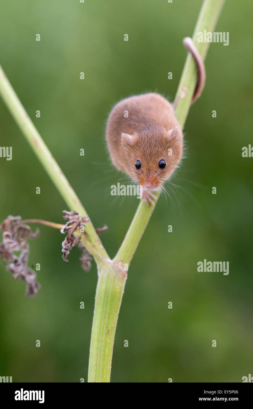 Harvest Mouse looking for food in summer - GB Stock Photo - Alamy