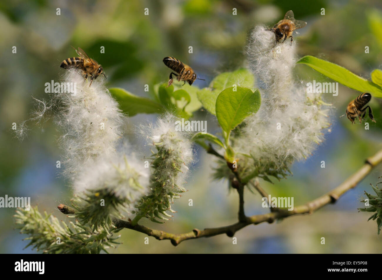 Honey bees on Willow flower in seed - Northern Vosges Stock Photo - Alamy
