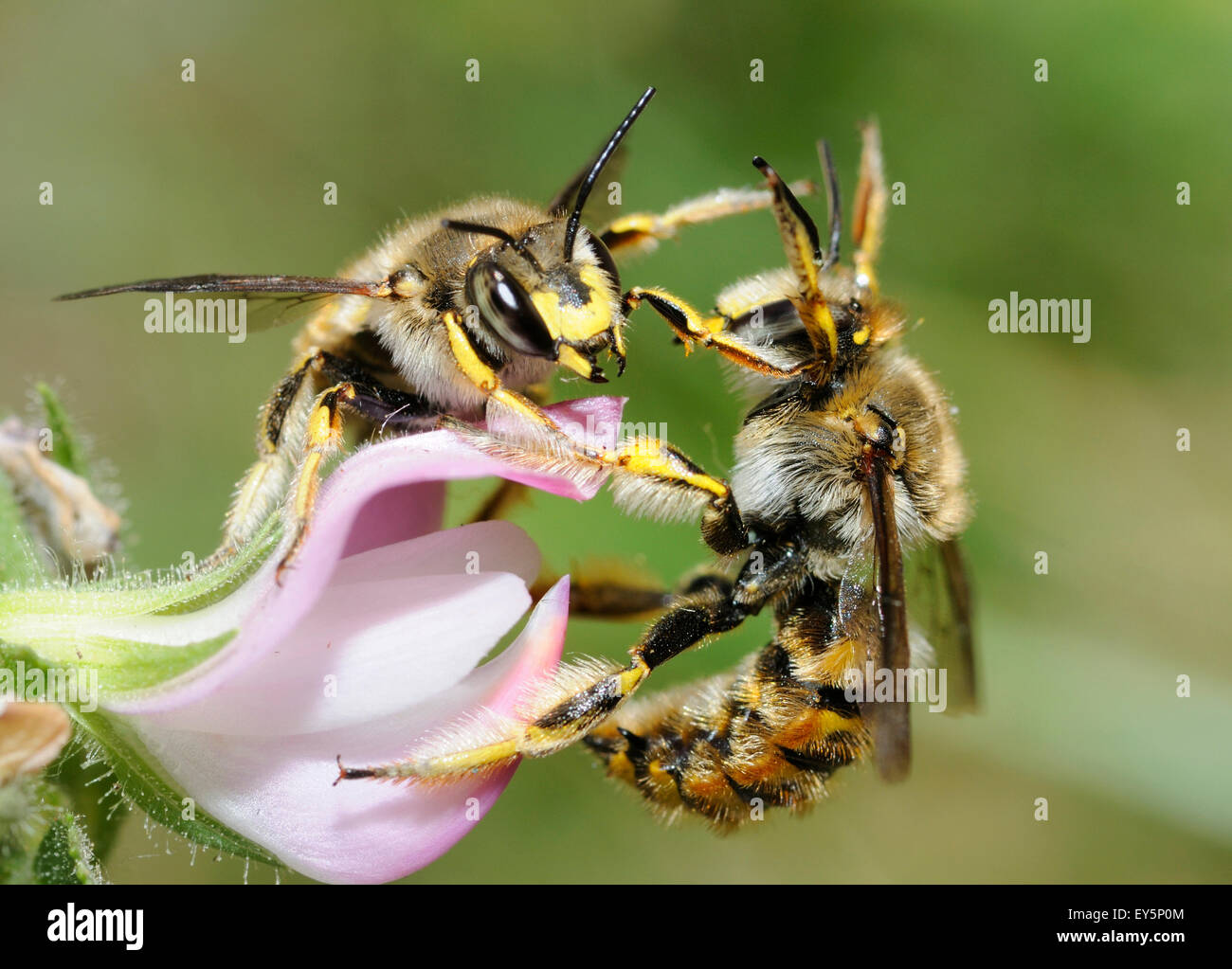 Cotton Bees on Restharrow flowers - Northern Vosges female pushing a ...