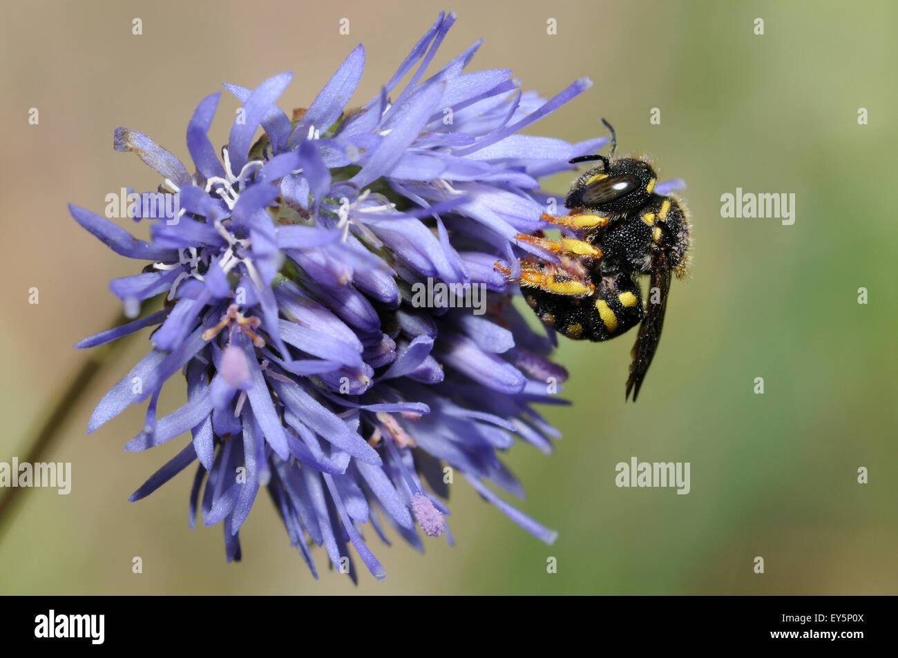 Female sheeps hi-res stock photography and images - Alamy