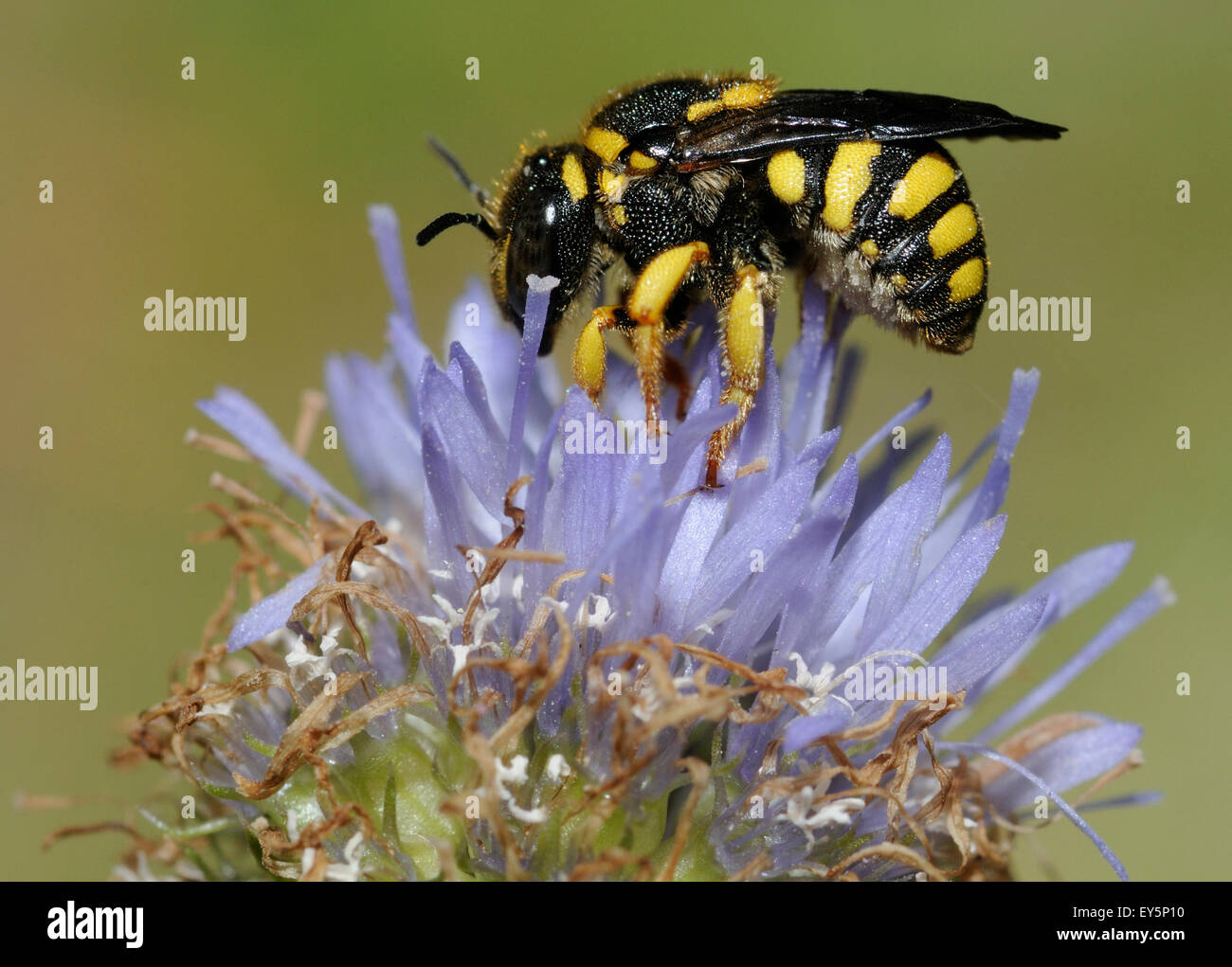 Female Sheeps High Resolution Stock Photography and Images - Alamy