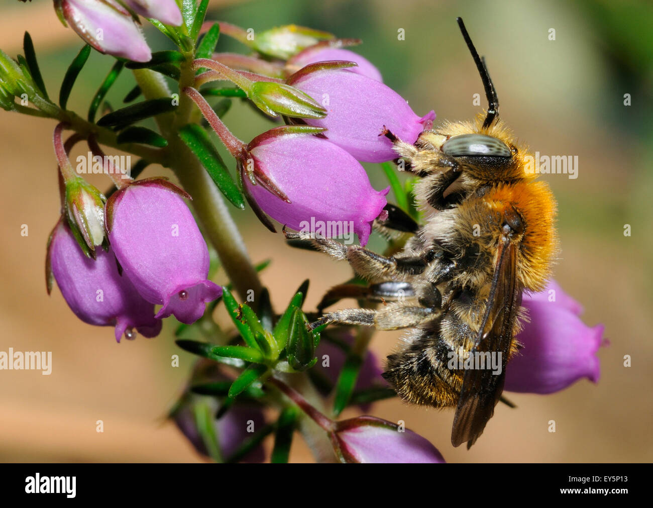 Anthophora Bee female on Scotch heath - Aquitaine France Stock Photo ...