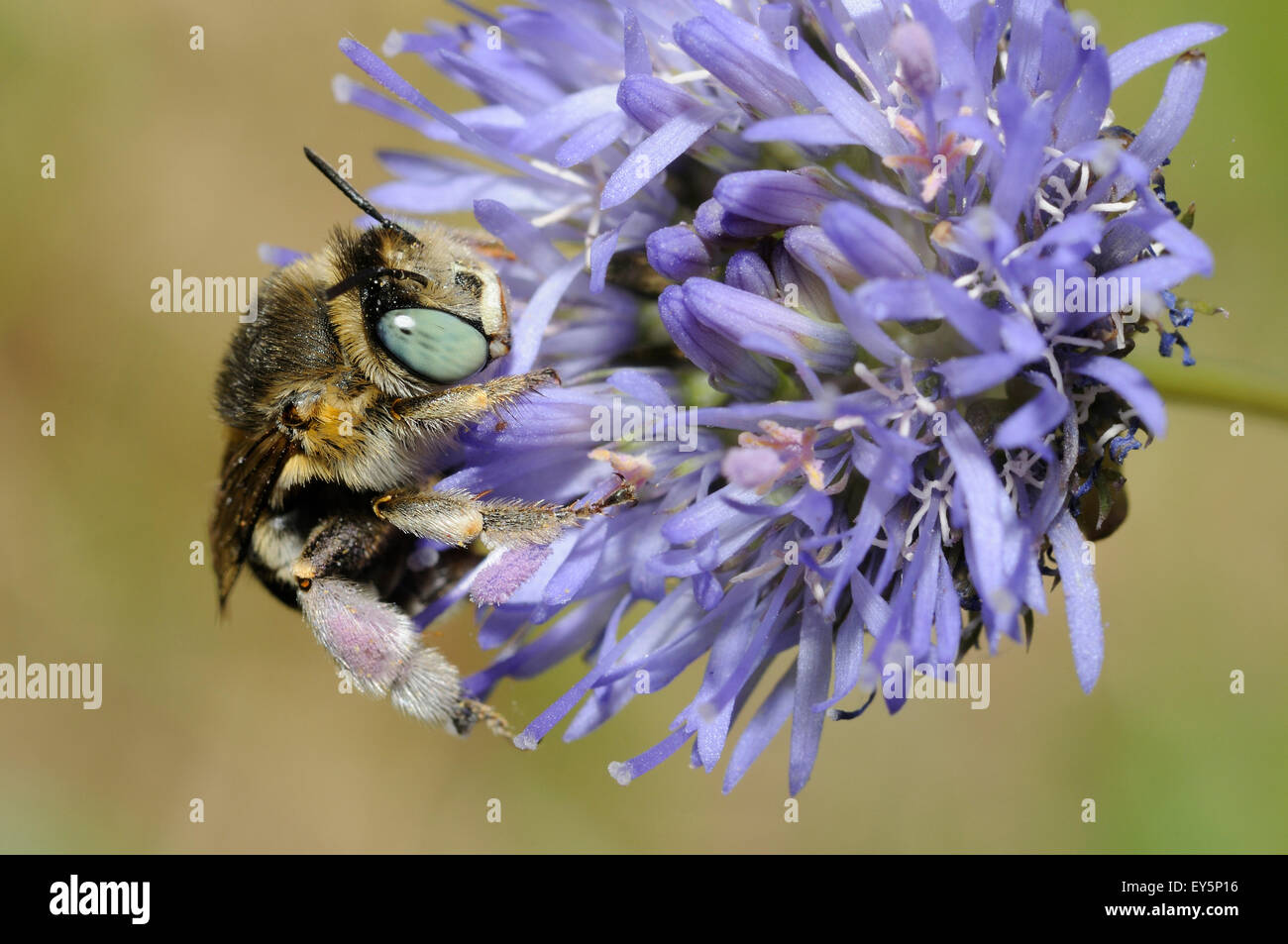 Anthophora Bee female on Sheep's-bit - Northern Vosges Stock Photo - Alamy