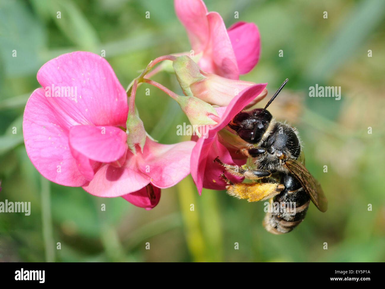 Perenial sweet pea hi-res stock photography and images - Alamy