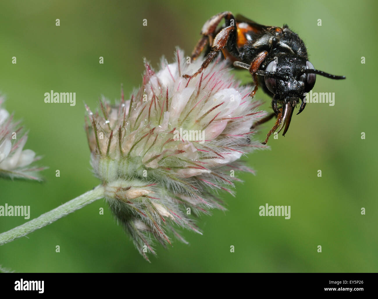 Parasitic bee on flower Clover - Northern Vosges France Bee parasite ...