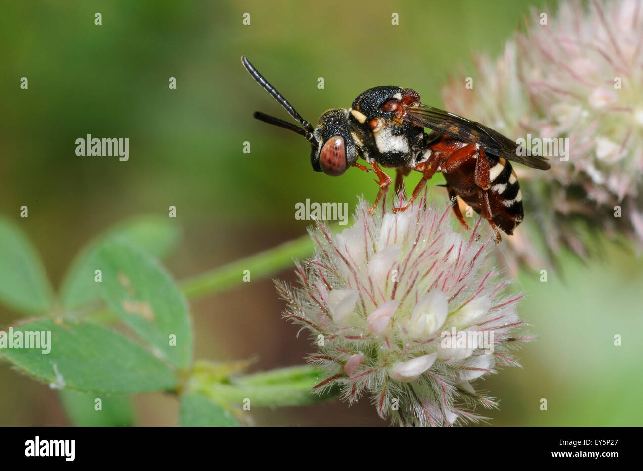 Parasitic bee on flower Clover - Northern Vosges France Bee parasite ...