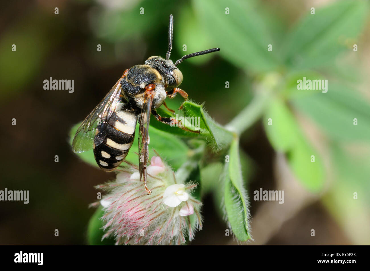Epeolus High Resolution Stock Photography and Images - Alamy